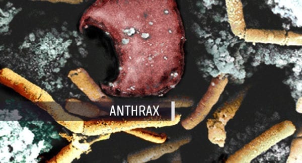 Pfenex Anthrax Vaccine Shows Good Early Results