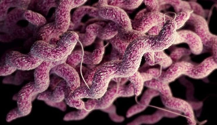 Campylobacter | Global Biodefense