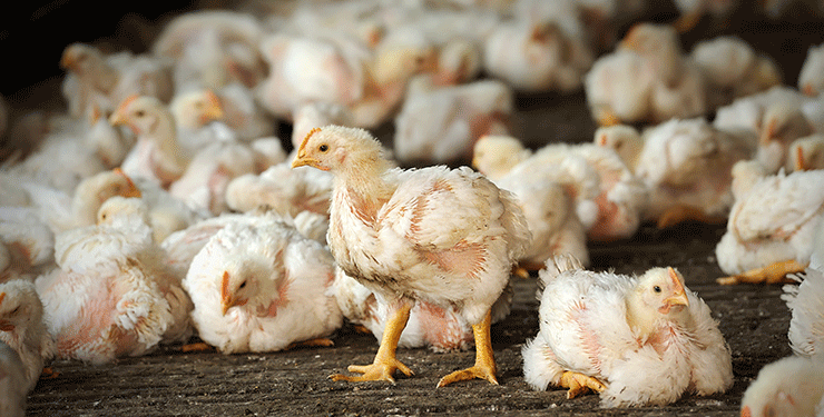 Campy Not As Harmless to Chickens as Previously Thought