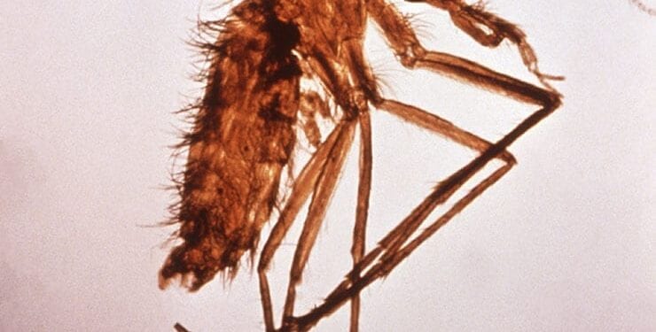 Rapid Leishmania Diagnostic Receives FDA Clearance – Global Biodefense