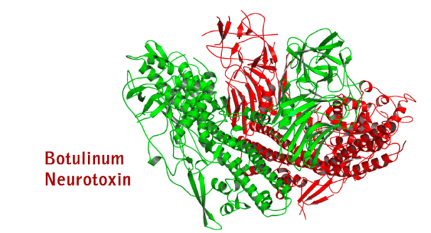 Botulinum Toxin’s Deadly Cloaking Mechanism