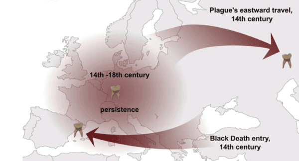 Single Strain of Plague Sparked Multiple Pandemics
