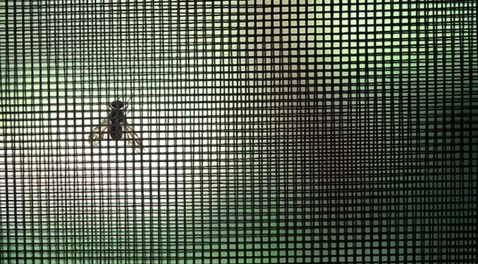 River Blindness Parasite Genome Sequenced – Global Biodefense