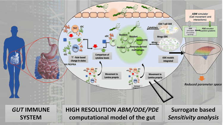 Modeling the Complexities of the Gut for Biodefense Applications