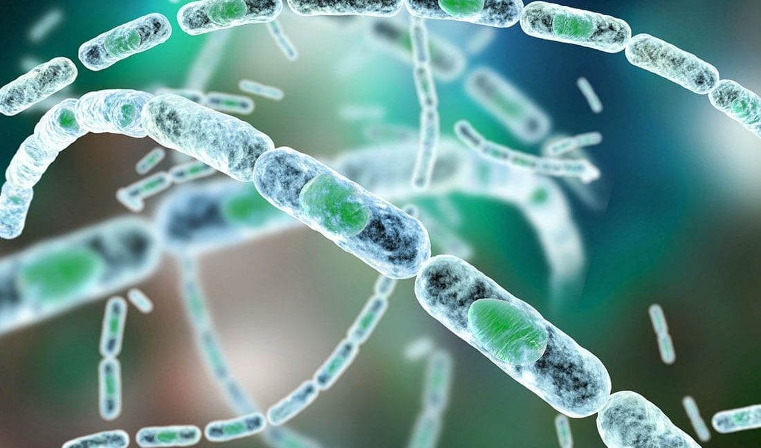 Anthrax Articles | Global Biodefense