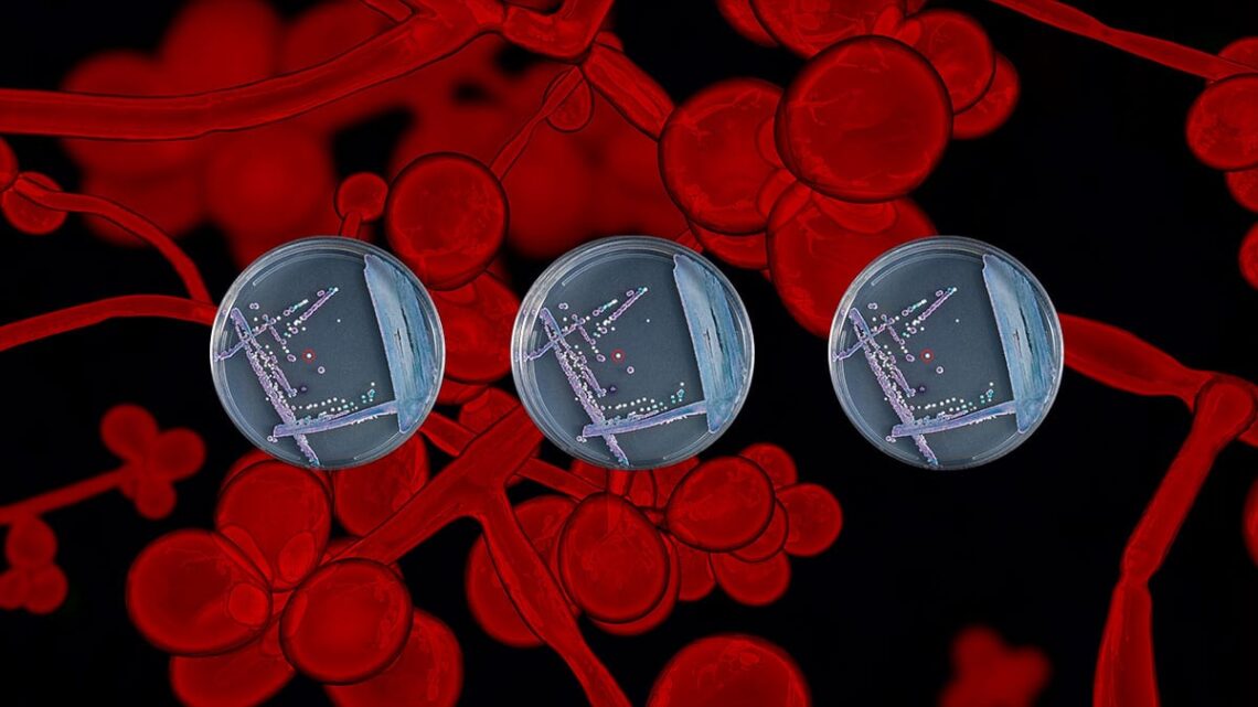 Support the Development of the WHO Fungal Priority Pathogens List