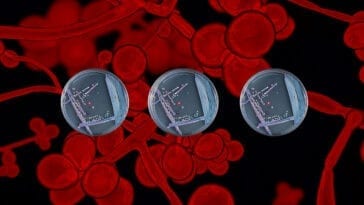 Support the Development of the WHO Fungal Priority Pathogens List