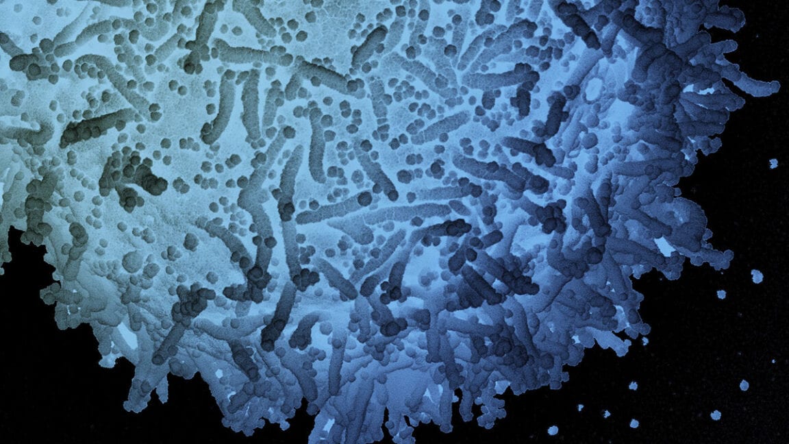 Two New Rubella-Related Viruses Discovered: Ruhugu and Rustrela ...