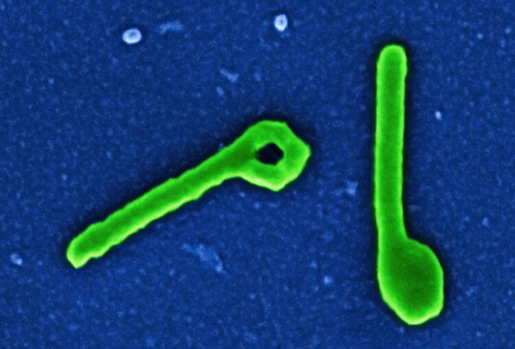 One Drug to Defeat All Filoviruses?