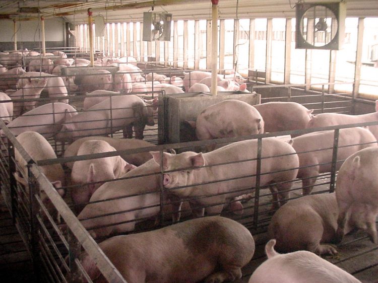Sounding the Alarm on Resistant Strains of Staph Spreading Between Pigs ...