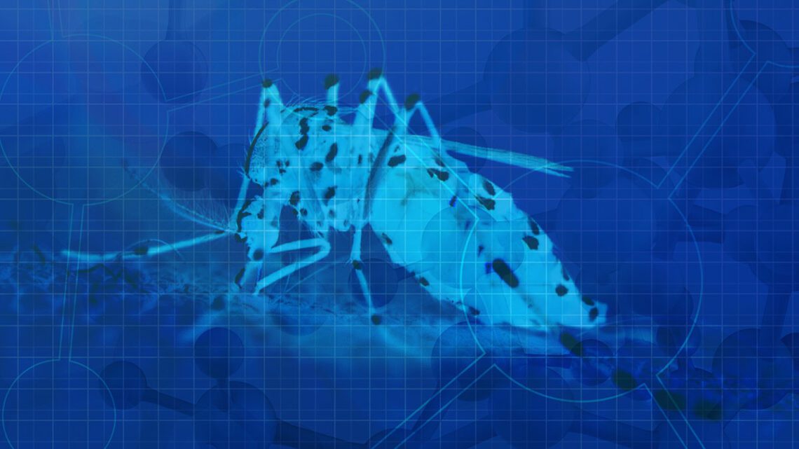Sterilizing Male Mosquitoes with Gene Editing to Reduce Disease Spread