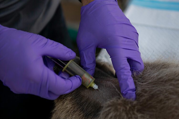 Vermont Air National Guard Partners with USDA for Rabies Vaccine Study