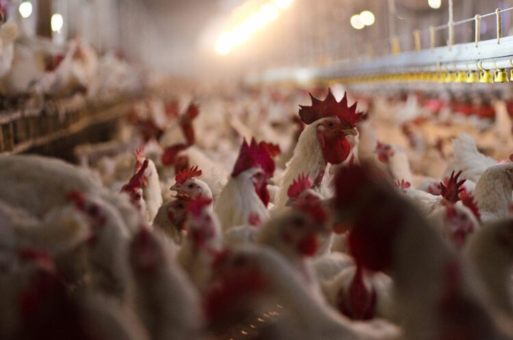 Fatal H5N6 Bird Flu Case Reported in China as WHO Tracks Persistent ...