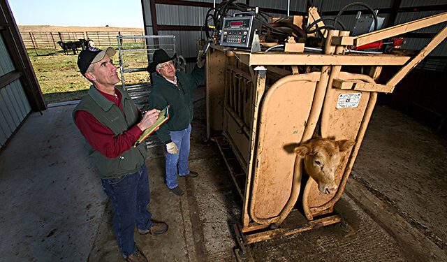 New Framework for Livestock Disease Indemnity Valuation Proposed by USDA