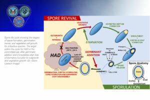 Killing Anthrax More Quickly with Hot Air Decontamination