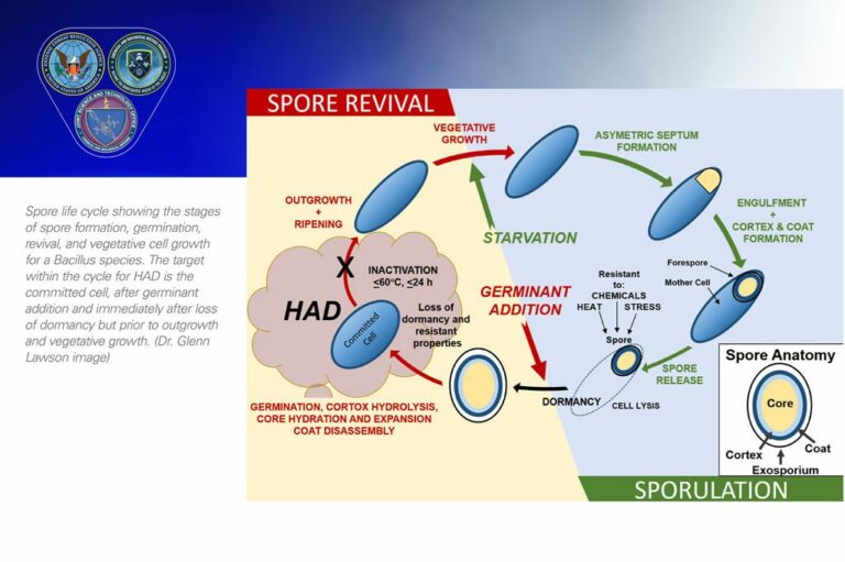 Killing Anthrax More Quickly with Hot Air Decontamination
