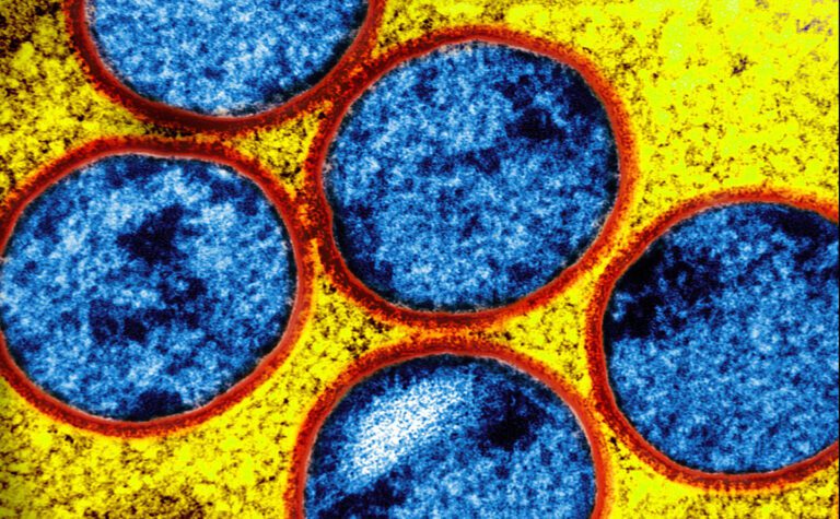 The Mpox Vaccine Works — But Its Immunity Fades Fast. A Third Dose May ...